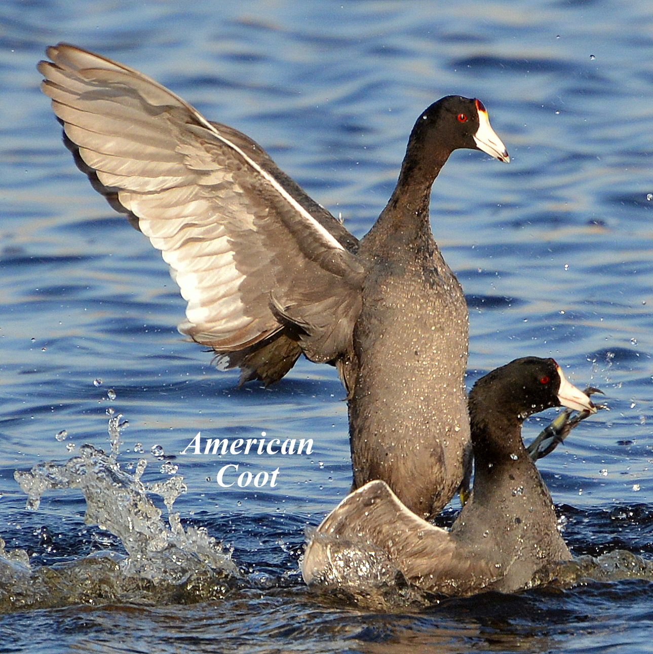 Rail, Coot, and Cranes - Sask Birds