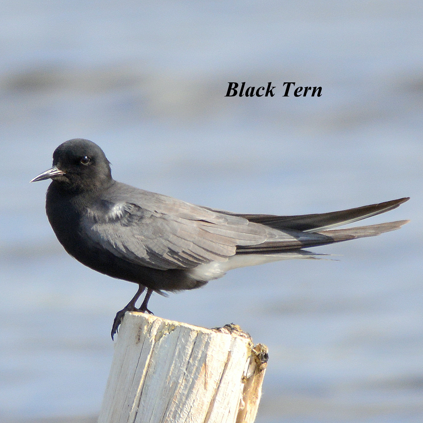 Gulls and Terns - Sask Birds
