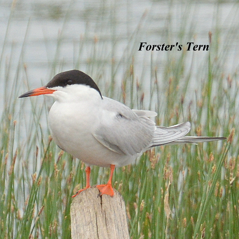 Gulls and Terns - Sask Birds