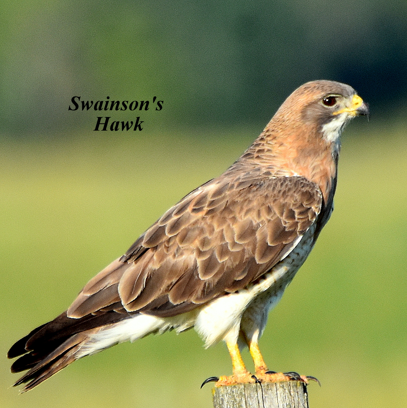 Vulture, Eagles, Harrier, and Hawks - Sask Birds