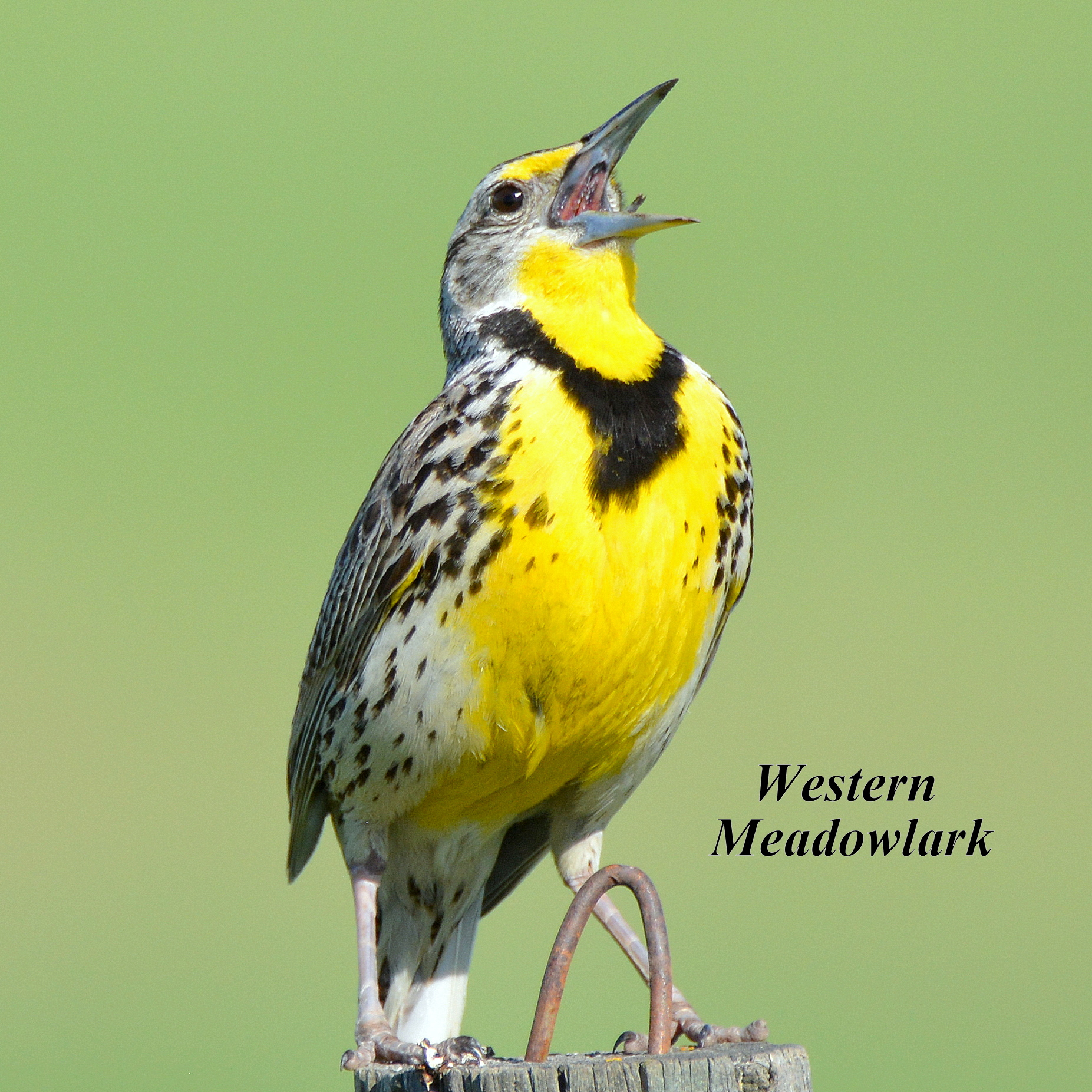 Blackbirds and Allies - Sask Birds