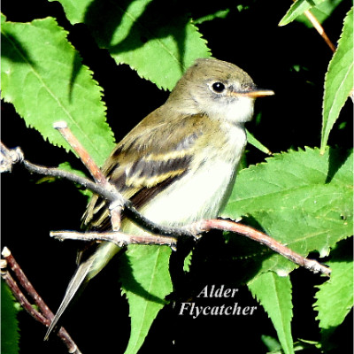 SaskBirds - Pictures - Saskatchewan Birds - Sask Birds