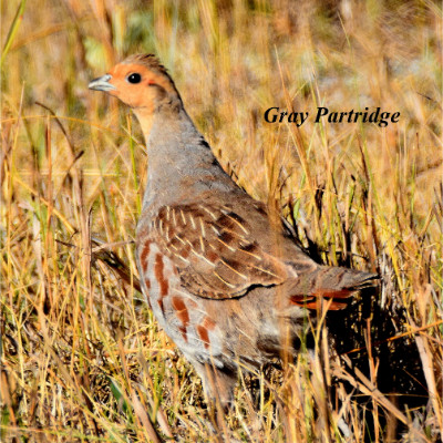 Upland Game Birds - Sask Birds