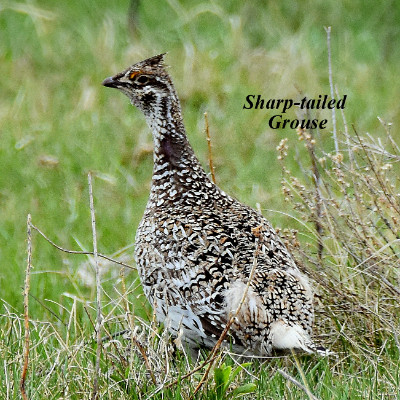 Upland Game Birds - Sask Birds