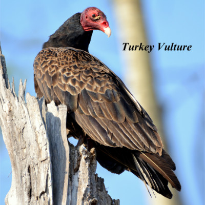 SaskBirds - Pictures - Saskatchewan Birds - Sask Birds